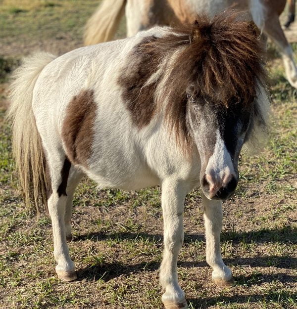 River’s Wish Animal Sanctuary Awarded Prestigious Accreditation - Deer ...