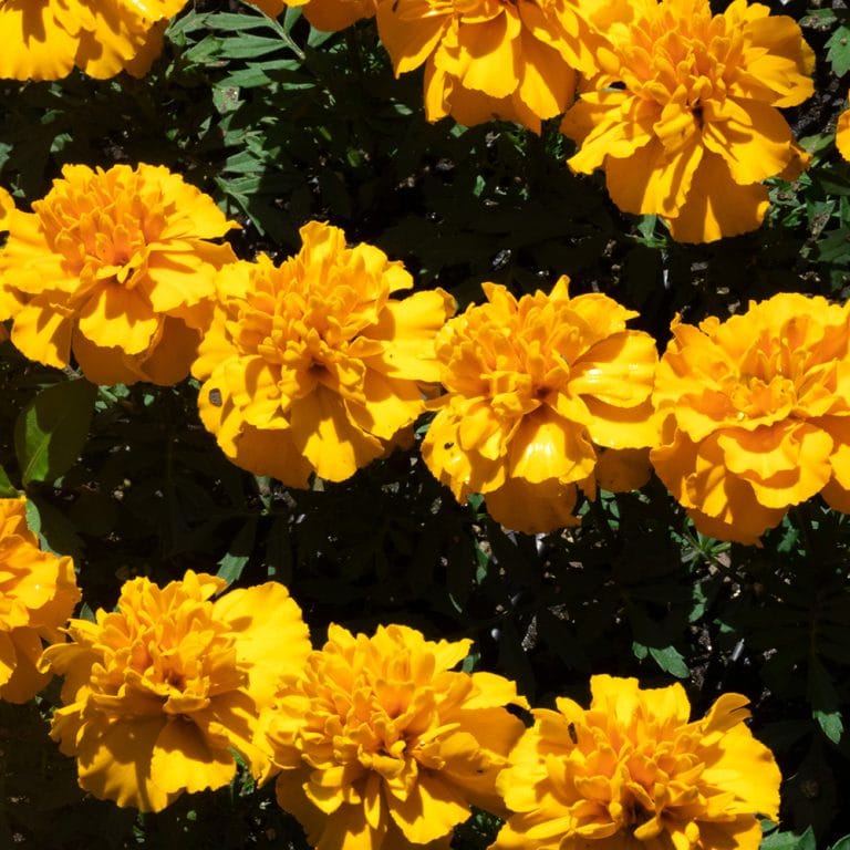 Springdale 2021 FFA Plant Sale - Deer Park Gazette
