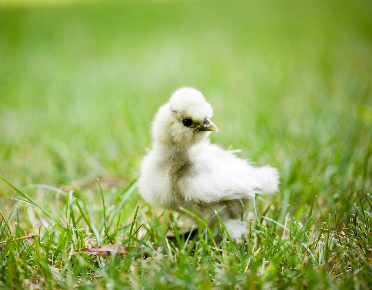 A Chicken & Egg Problem - Deer Park Gazette